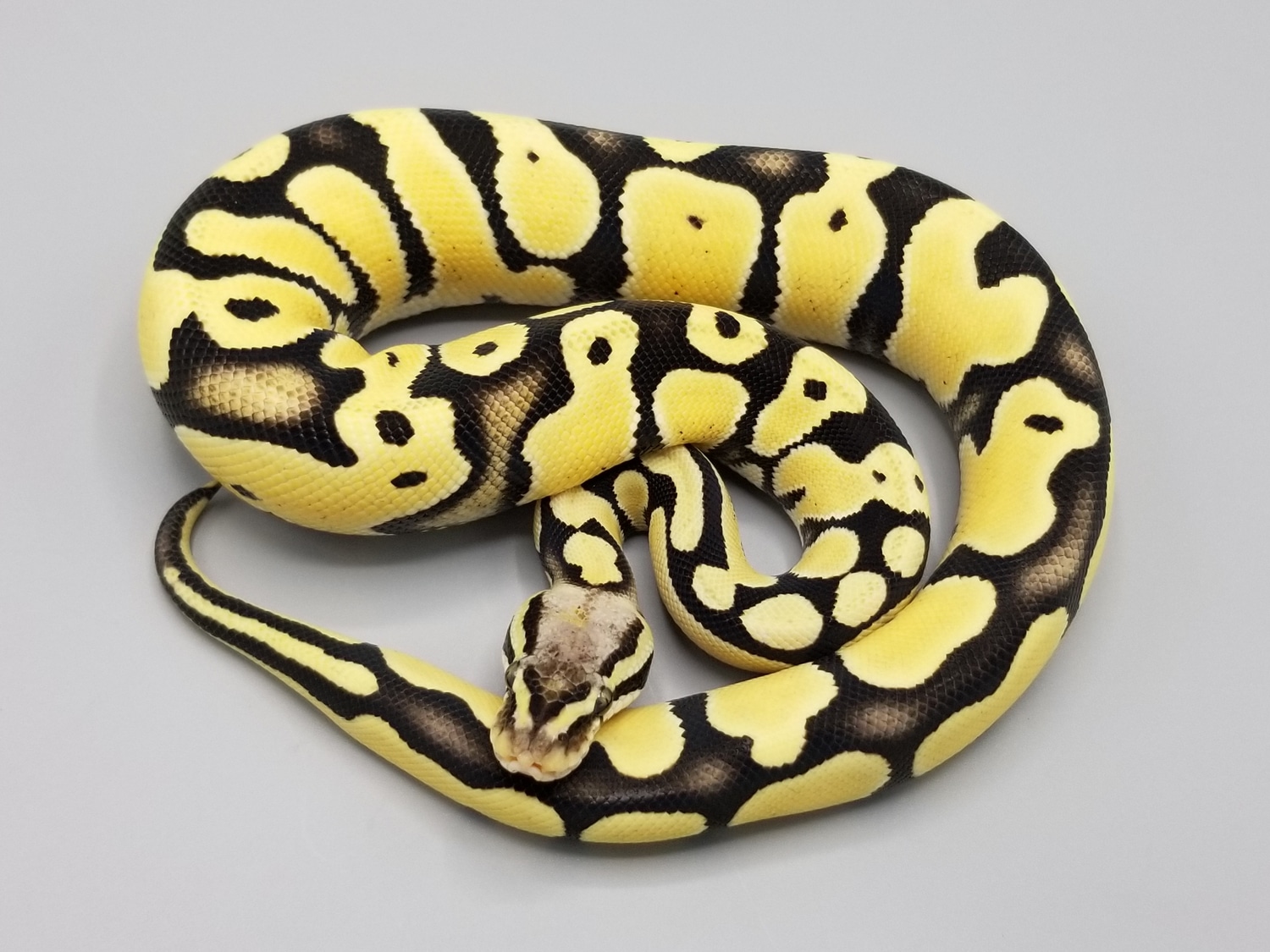 Pastel Desert Ghost Het VPI Axanthic Ball Python by Milbradt ...