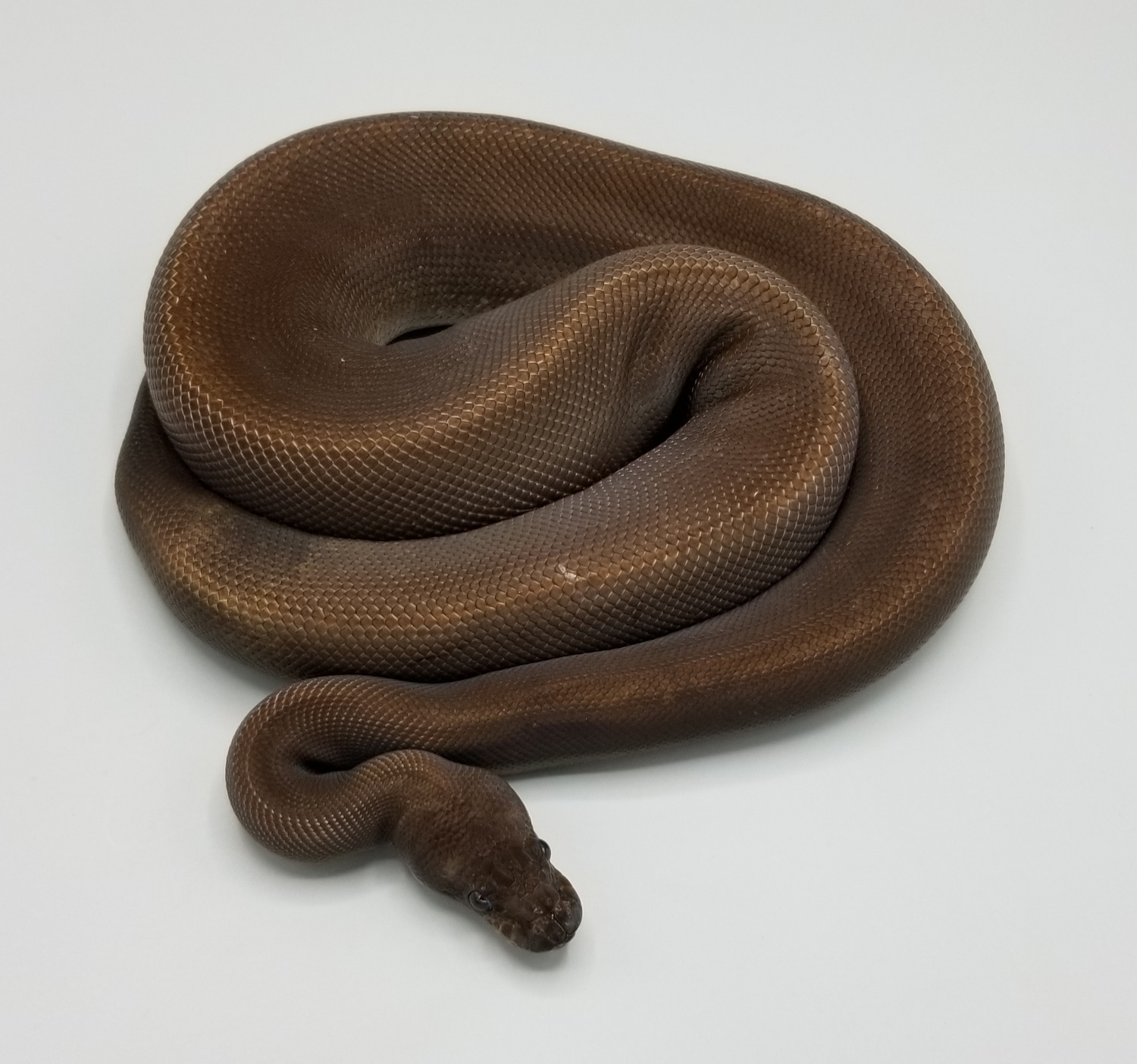 Cinnamon Suma Ball Python by Milbradt & Caponetto Pythons - MorphMarket