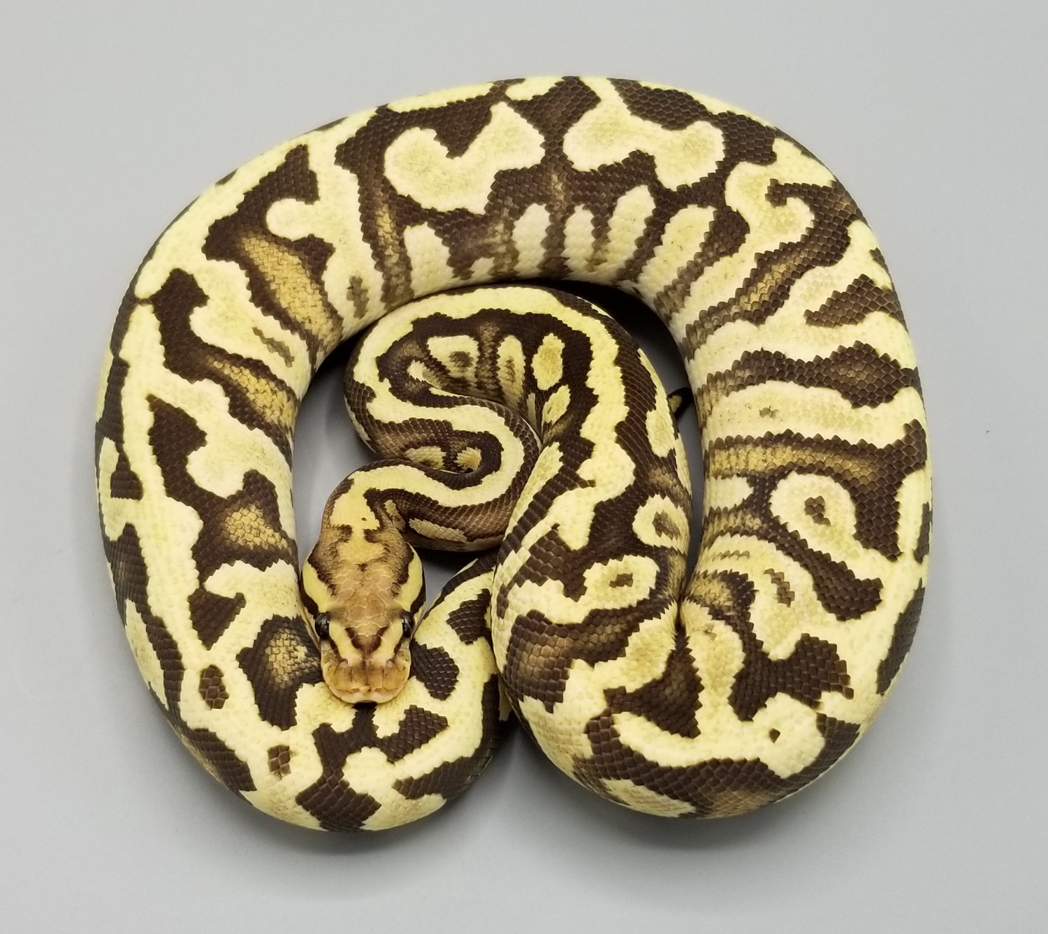 Mystic Spotnose Fire Possible Cypress 50% Het Clown Ball Python by ...