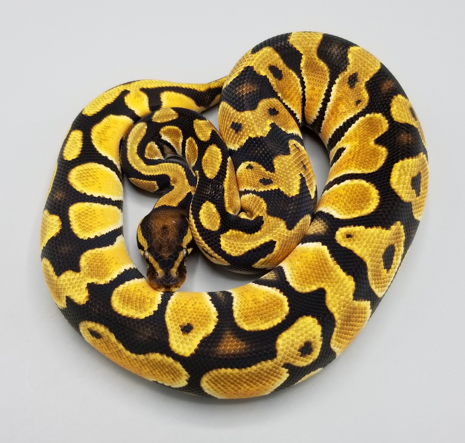 Super Orange Dream Het Pied Ball Python by Milbradt & Caponetto Pythons ...