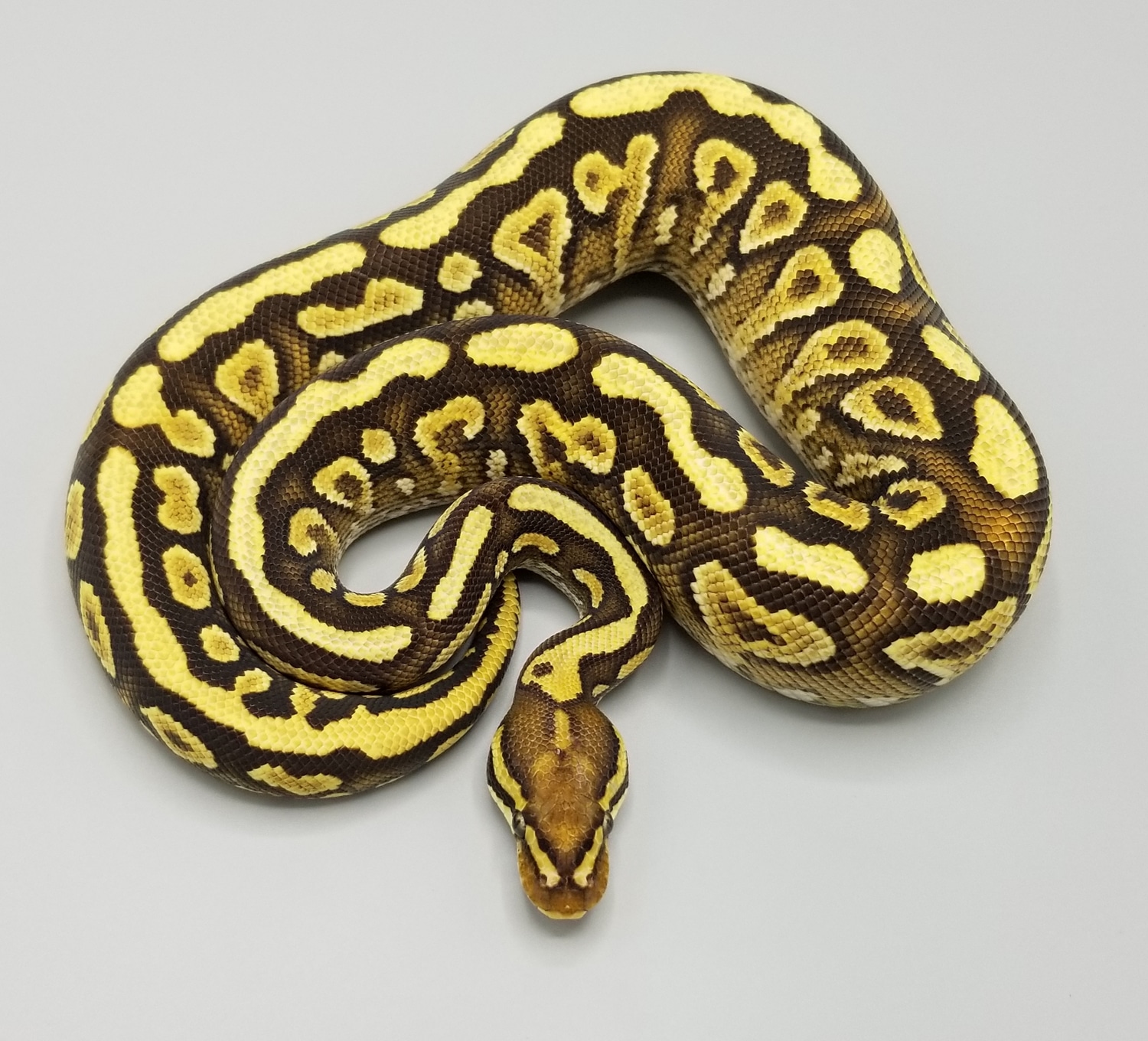 Mojave Yellowbelly Spotnose Possible Cypress 50% Het Clown Ball Python ...