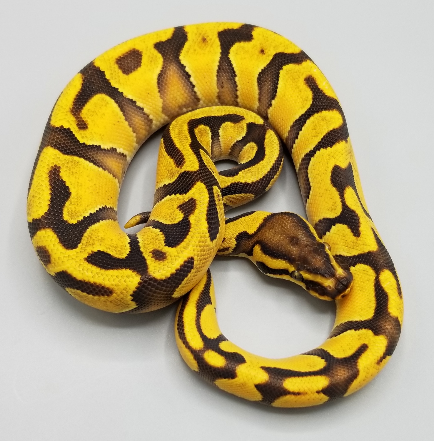 Orange Dream Enchi Yellowbelly Het Hypo Ball Python by Milbradt ...