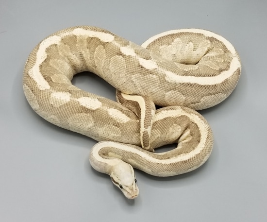 Mystic Vanilla Cream Ball Python by Milbradt & Caponetto Pythons