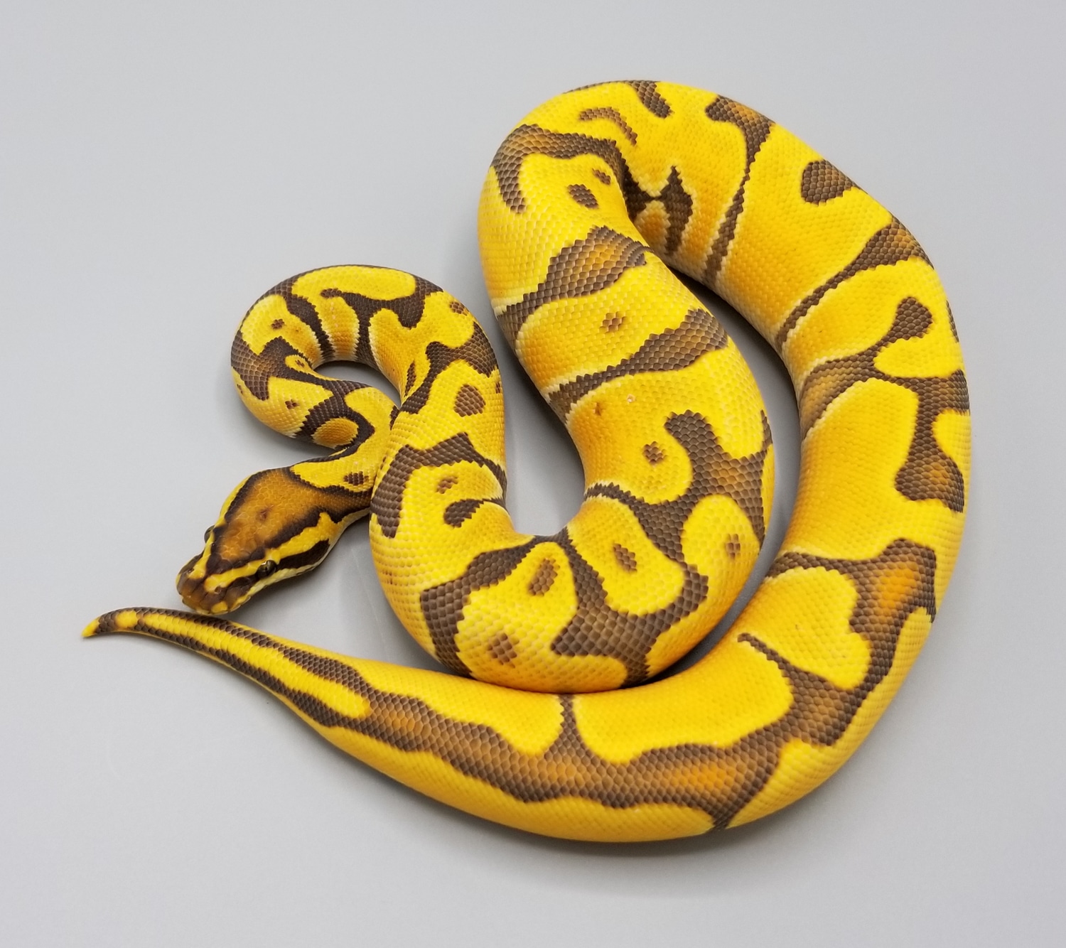 Hypo Orange Dream Enchi Fire Ball Python by Milbradt & Caponetto ...