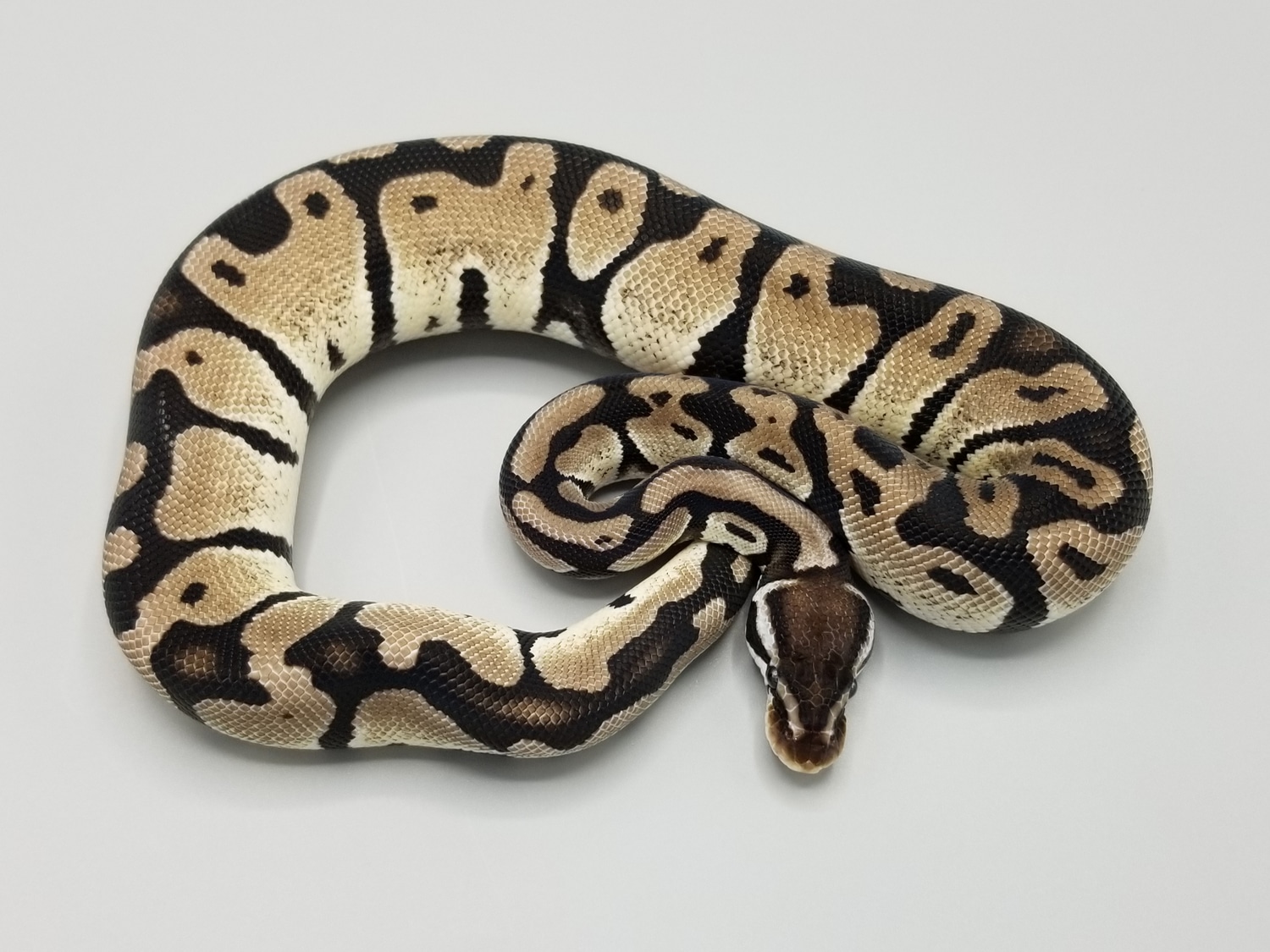 Pastel VPI Axanthic Het Desert Ghost Ball Python by Milbradt ...