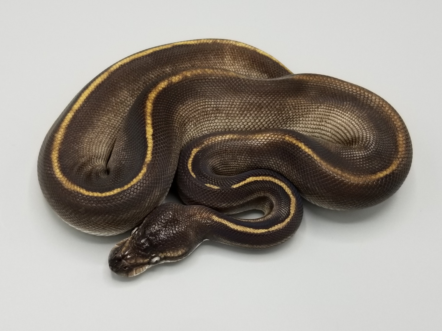 Blackhead GHI Mystic Possible Leopard 50% Het Pied Ball Python by ...