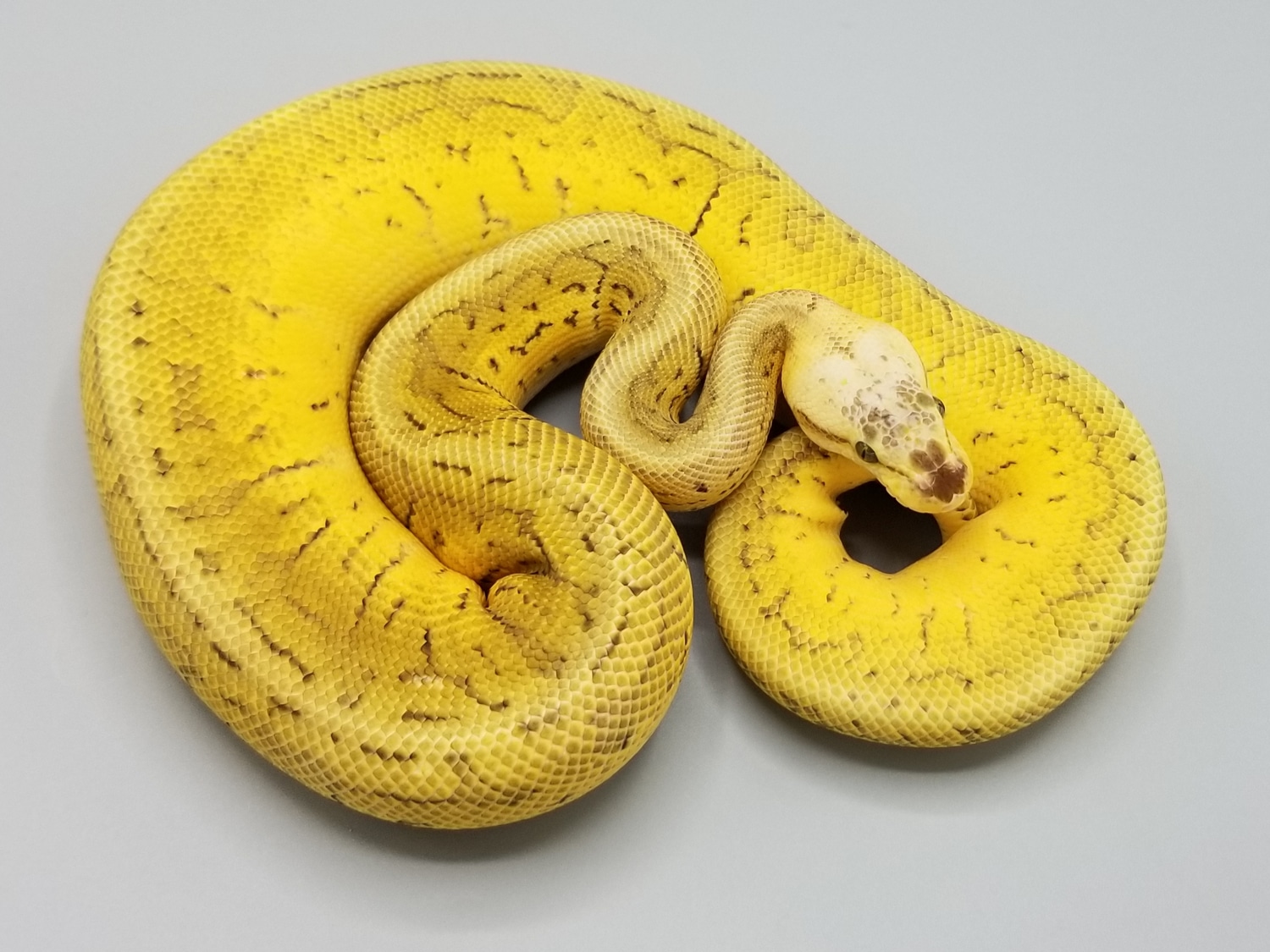 Super Blast Possible Vanilla Double Het Pied/Clown Ball Python by ...