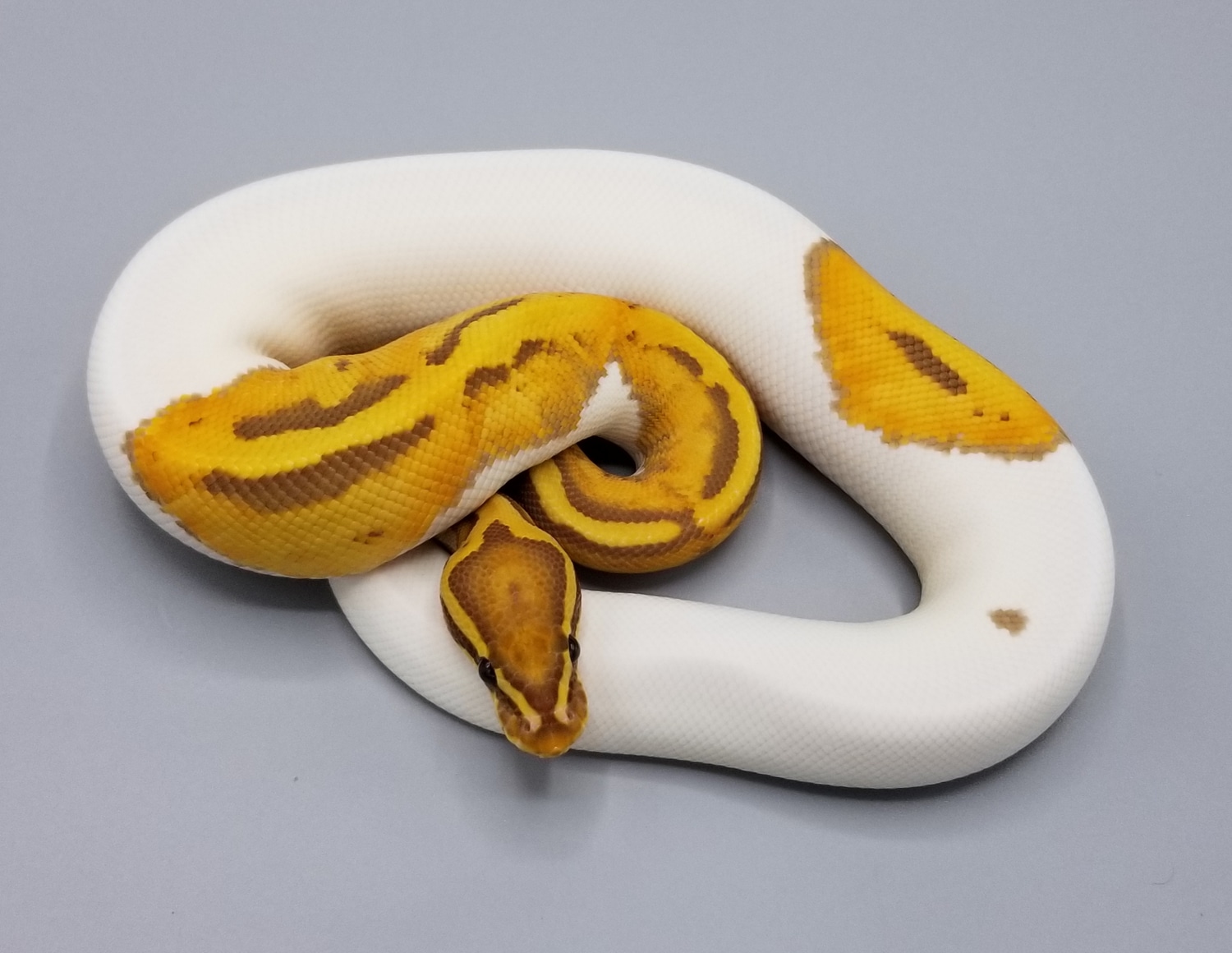 Ultramel Pied Ball Python by Milbradt & Caponetto Pythons - MorphMarket