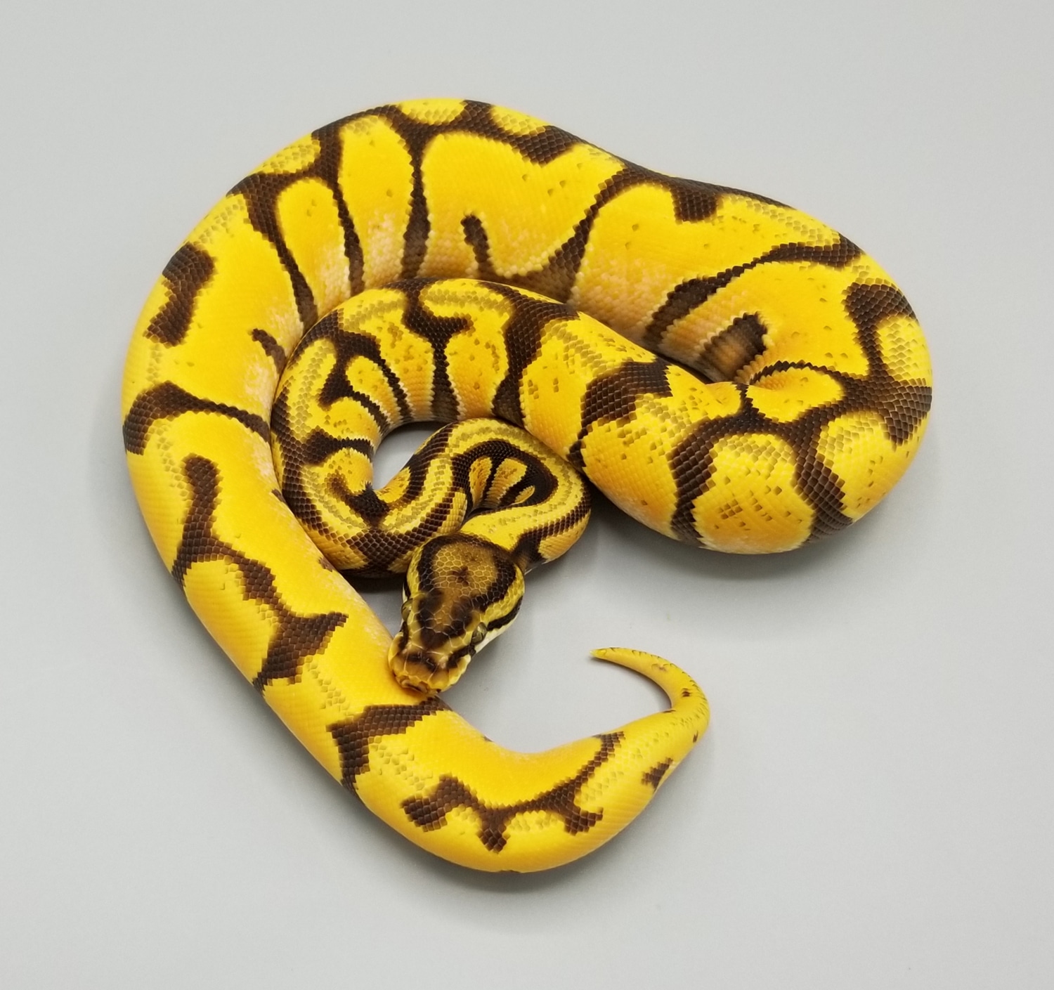 Super Orange Dream Super Enchi Spotnose Possible Vanilla 66% Het Hypo ...