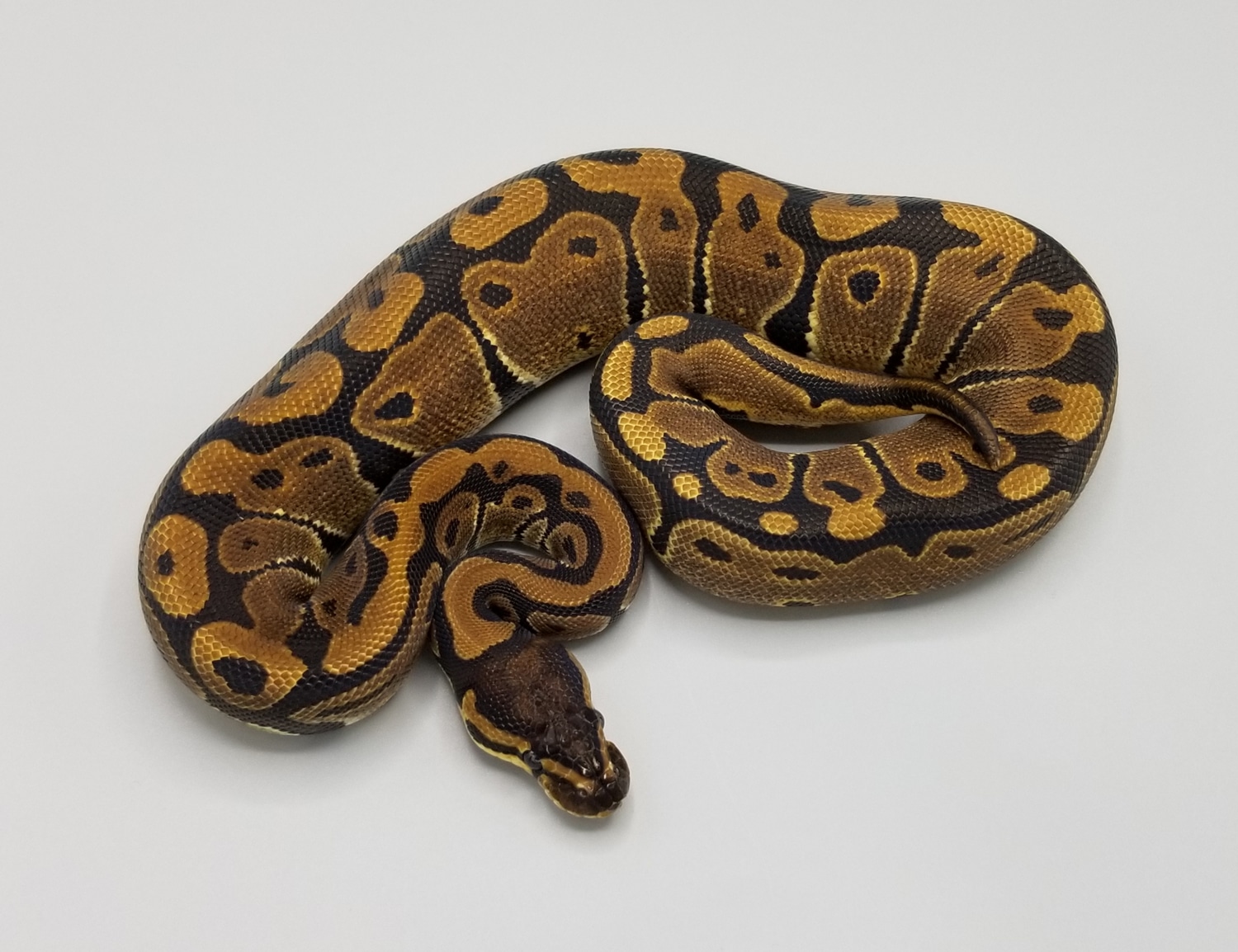 Het Desert Ghost 66% Het VPI Axanthic 50% Het Pied Ball Python by ...