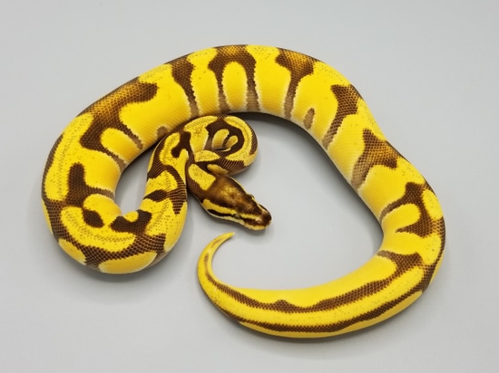 Super Orange Dream Enchi Vanilla 66% Het Hypo Ball Python by Milbradt ...