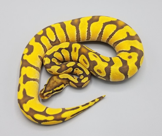 Hypo Orange Dream Vanilla Enchi Ball Python by Milbradt & Caponetto Pythons