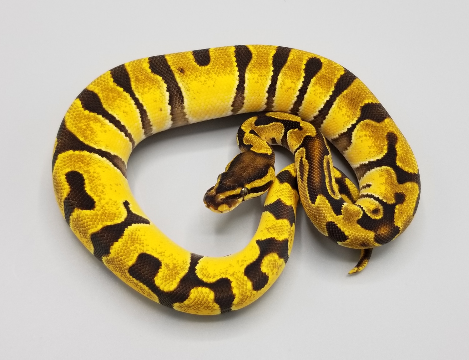Orange Dream Super Enchi Het Hypo Ball Python by Milbradt & Caponetto ...