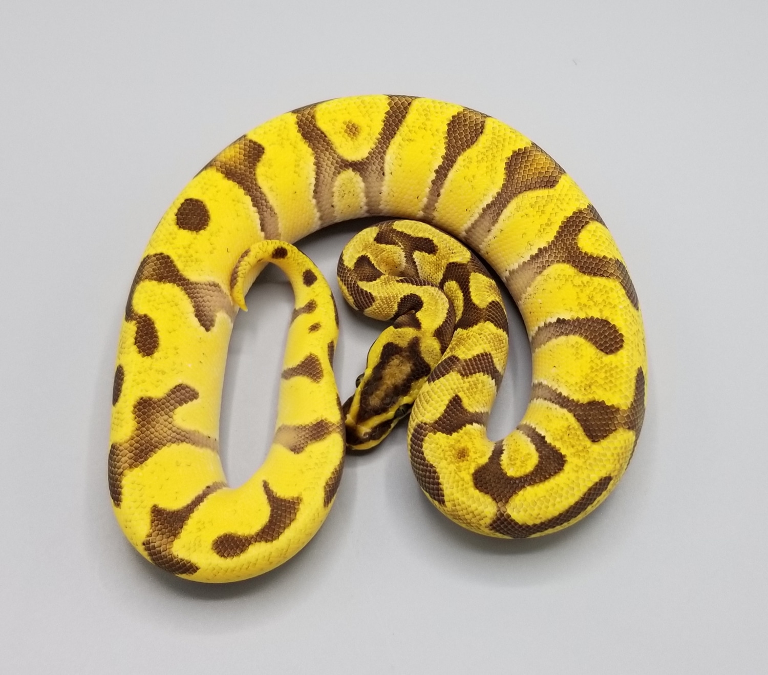 Orange Dream Super Enchi Vanilla Spotnose Het Hypo Ball Python by ...