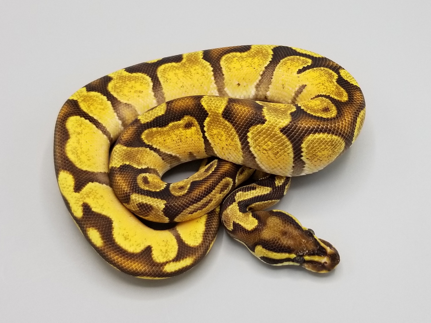 Orange Dream Vanilla Enchi Het Hypo Ball Python by Milbradt & Caponetto ...
