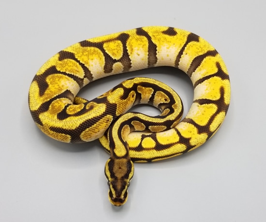 Orange Dream Enchi Spotnose Het Hypo Ball Python by Milbradt ...