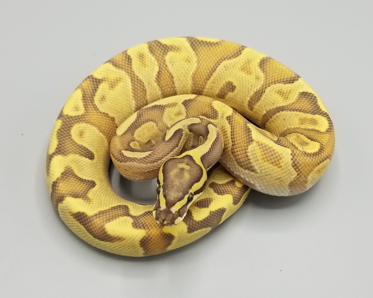 Hypo GHI Enchi Fire Leopard Ball Python by Milbradt & Caponetto Pythons ...