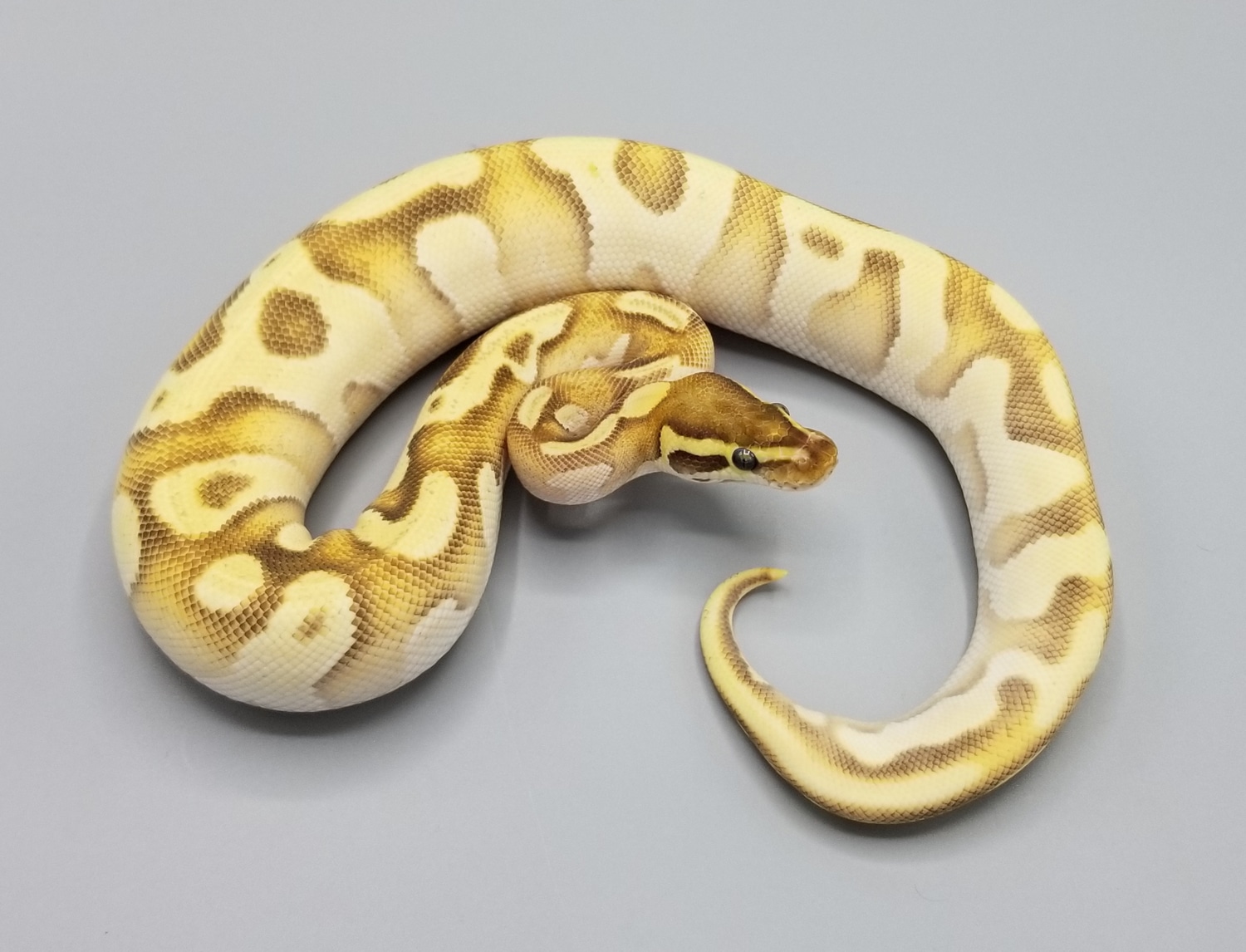 Orange Dream Fire Enchi Mojave 66% Het Hypo Ball Python by Milbradt ...