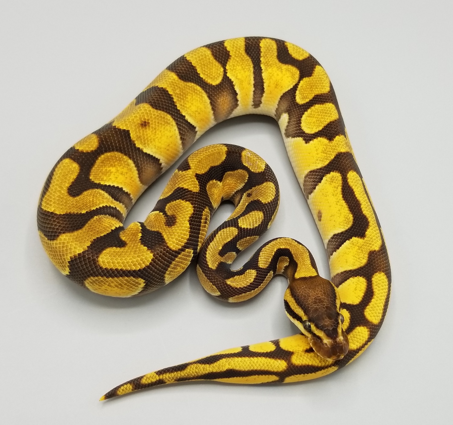 Orange Dream Enchi Het Hypo Ball Python by Milbradt & Caponetto Pythons ...