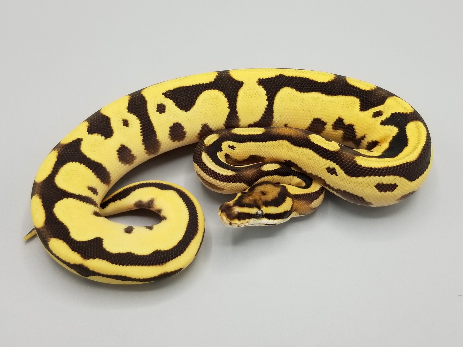 Super Orange Dream Leopard Fire Ball Python by Milbradt & Caponetto ...