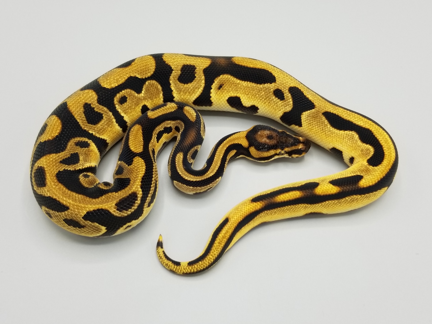 Super Orange Dream Leopard Ball Python by Milbradt & Caponetto Pythons ...