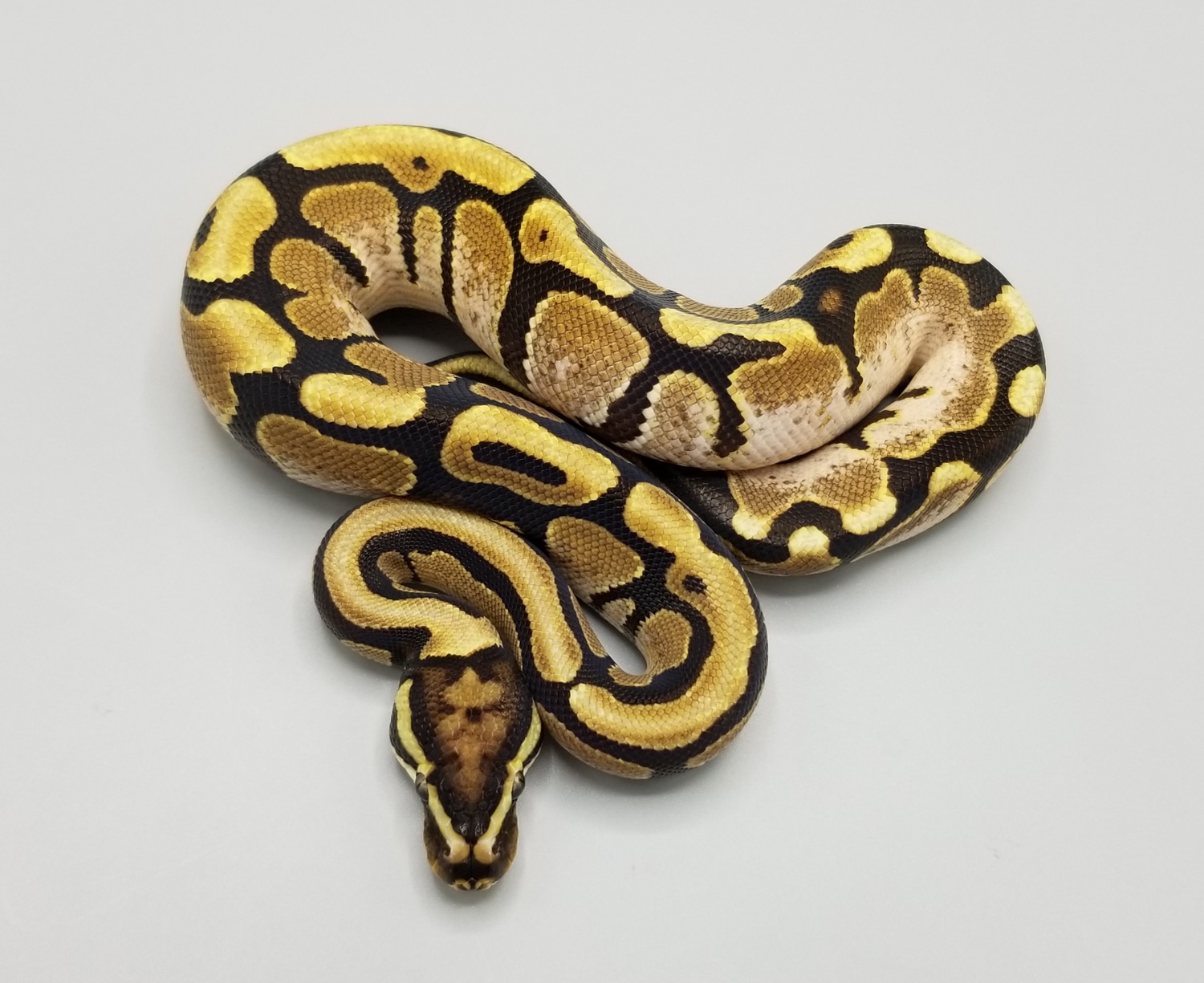 Calico Spotnose Het VPI Axanthic 66% Het Desert Ghost Ball Python by ...