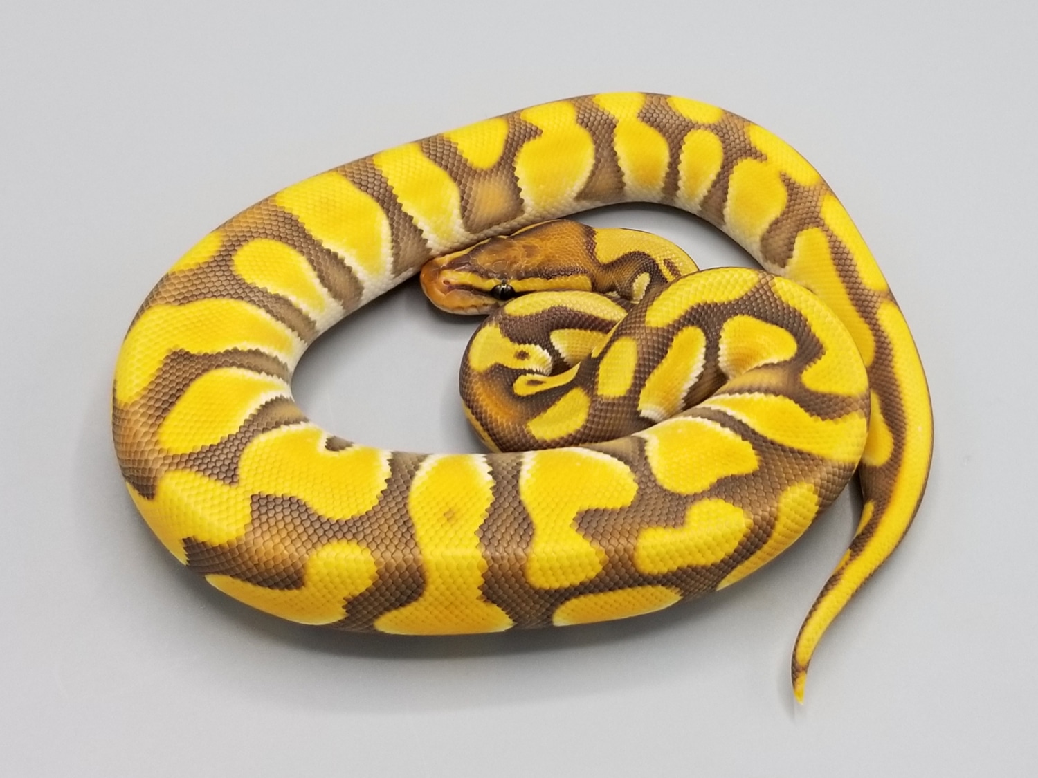 Hypo Super Orange Dream Enchi Ball Python by Milbradt & Caponetto ...