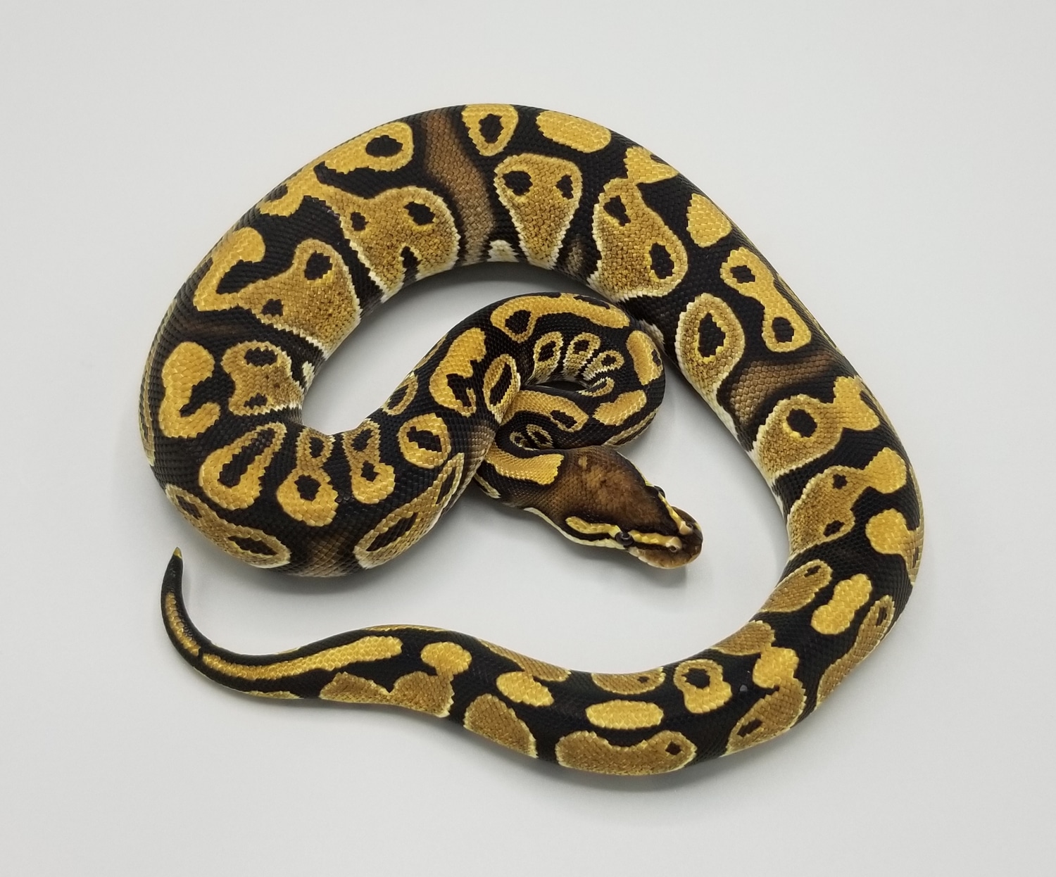Het Clown Het VPI Axanthic 50% Het Desert Ghost Ball Python by Milbradt & Caponetto Pythons ...