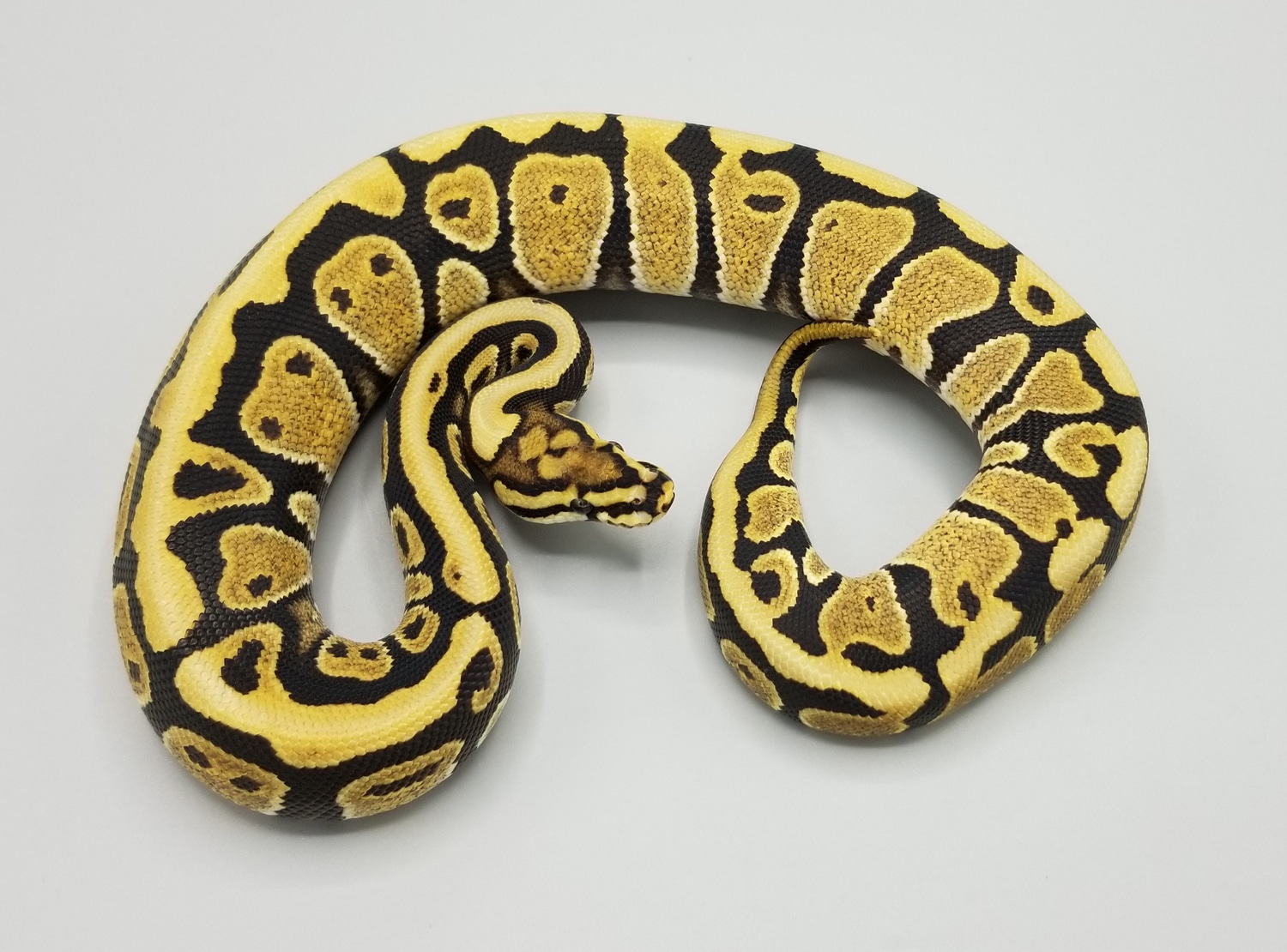 Spotnose Het Clown Het VPI Axanthic 50% Desert Ghost Ball Python by ...