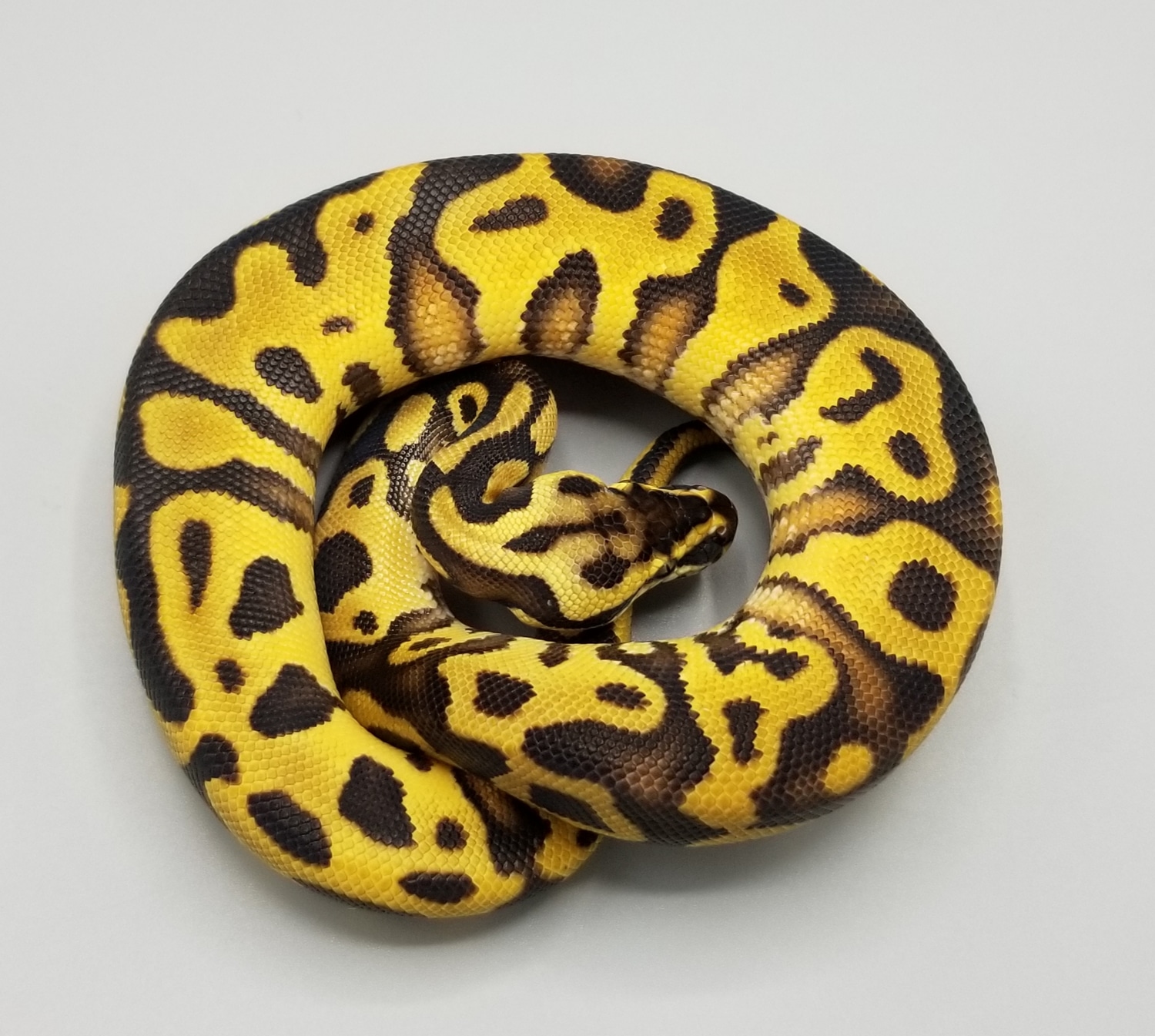 Pastel Leopard Enchi Gravel Ball Python by Milbradt & Caponetto Pythons ...