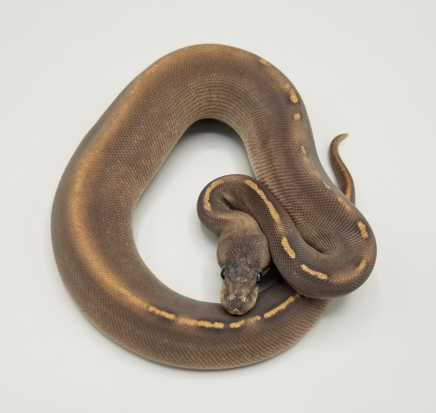 Mahogany GHI Black Pastel Het Pied Ball Python by Milbradt & Caponetto ...
