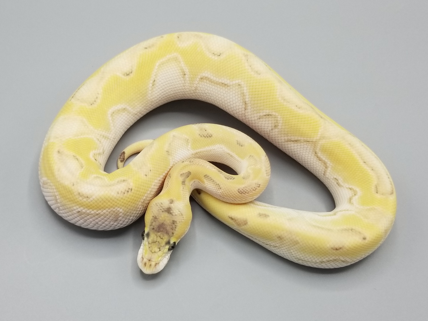 Hypo Super Enchi Mojave Champagne Possible Fire Possible Orange Dream ...