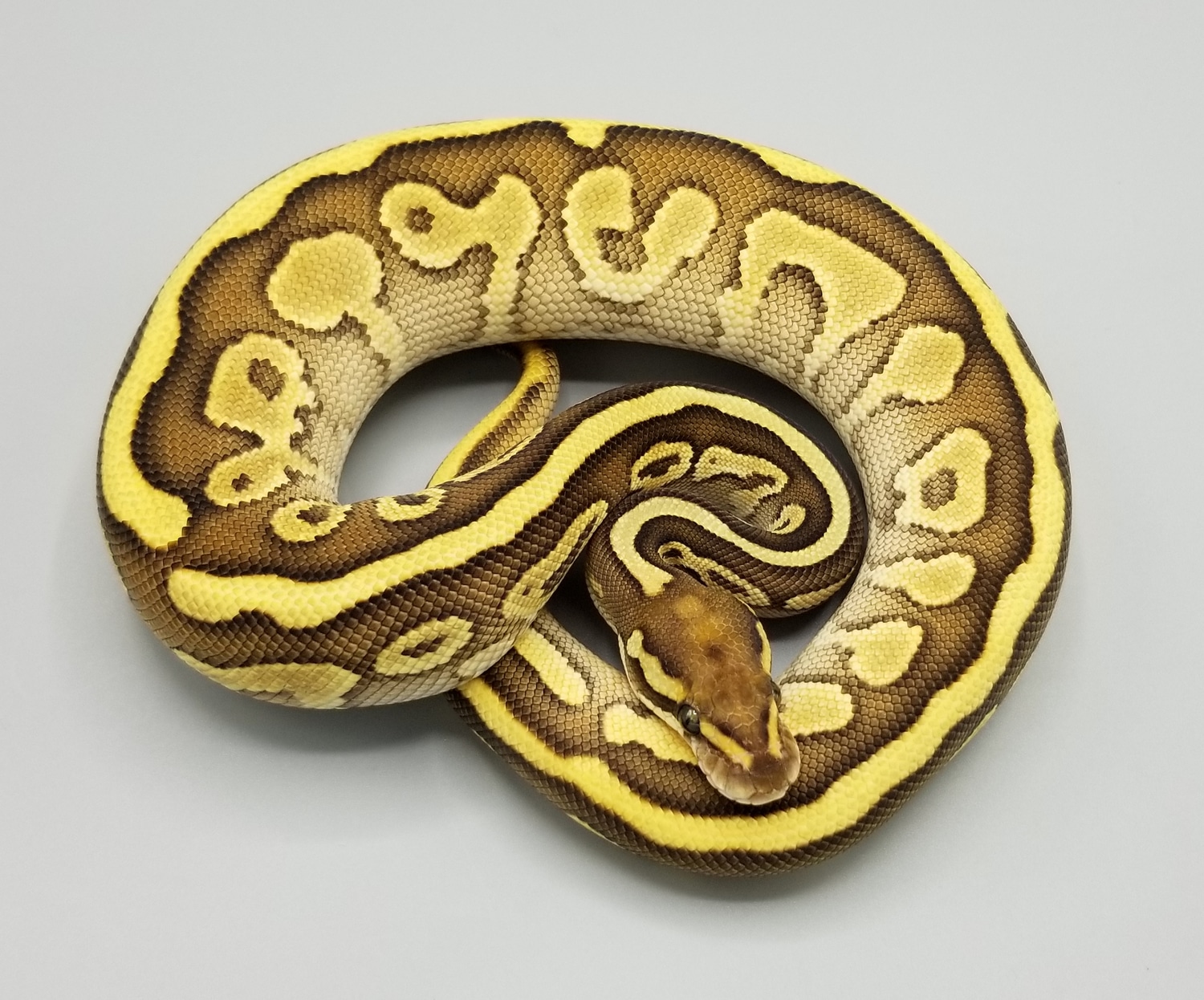 Gravel Lesser Leopard Ball Python by Milbradt & Caponetto Pythons ...