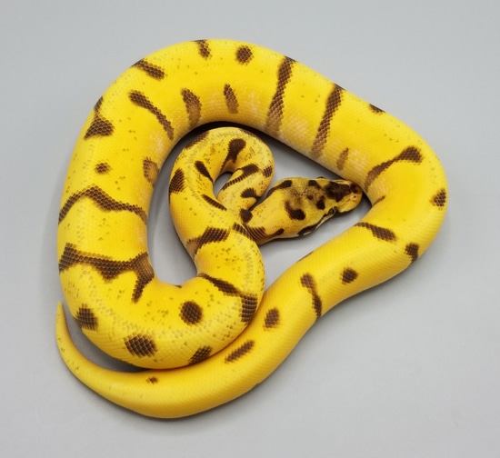 Super Orange Dream Super Enchi Vanilla Spotnose 66% Het Hypo Ball ...
