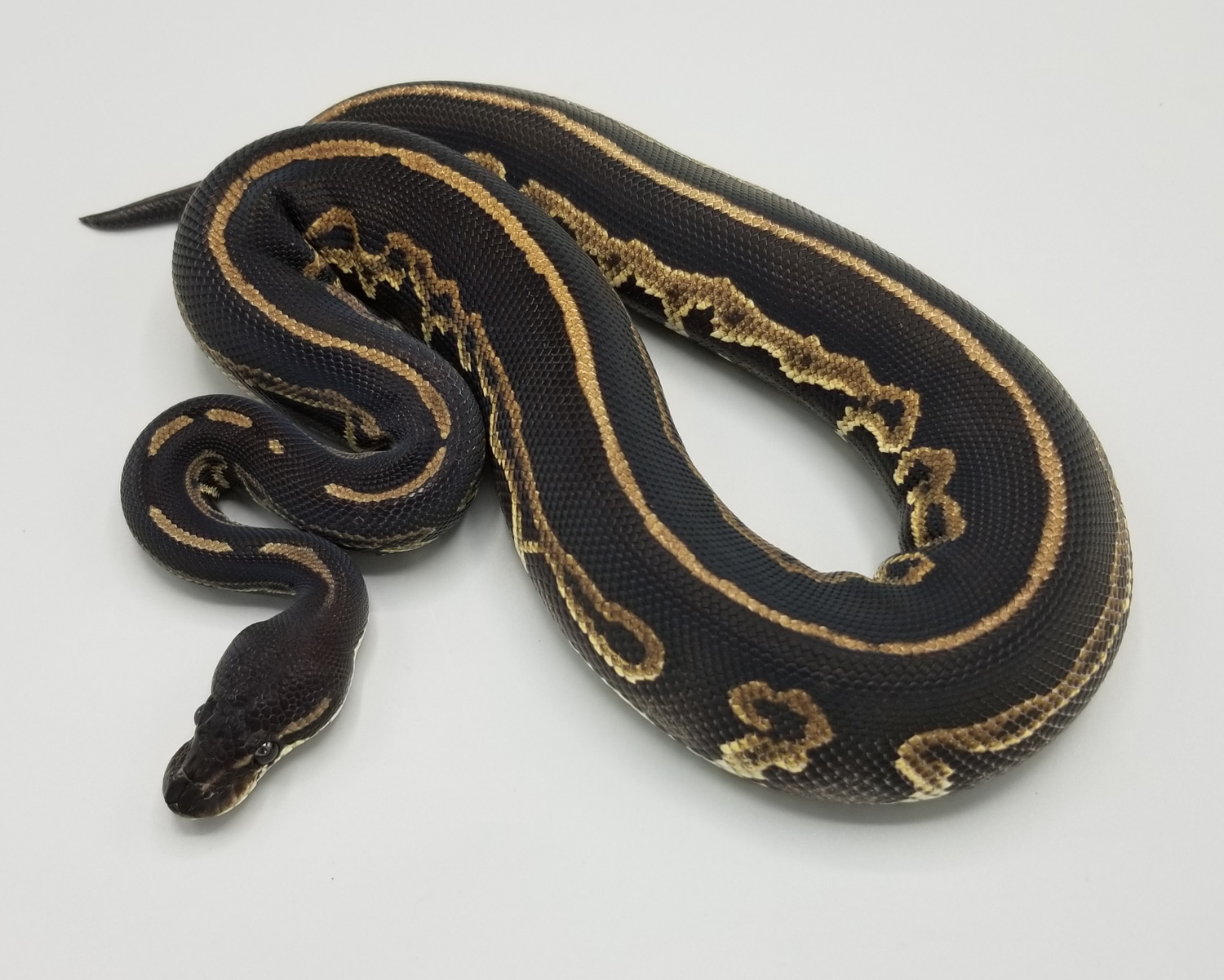 Leopard Blackhead Cinnamon 50% Het Pied Ball Python by Milbradt ...