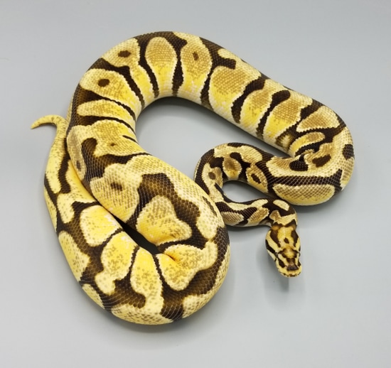Orange Dream Vanilla Spotnose Ball Python by Milbradt & Caponetto Pythons