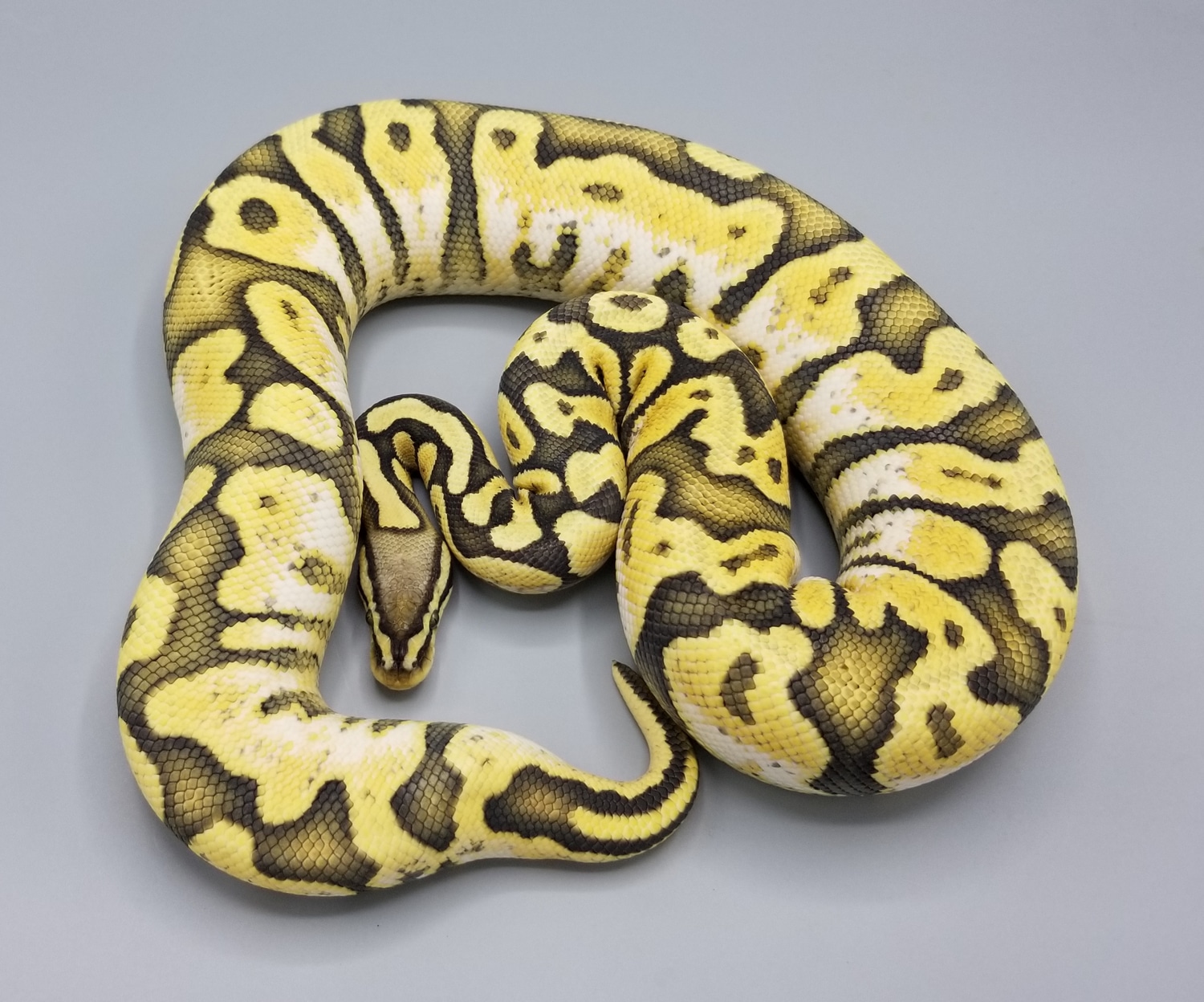 Hypo Pastel Calico Ball Python by Milbradt & Caponetto Pythons ...