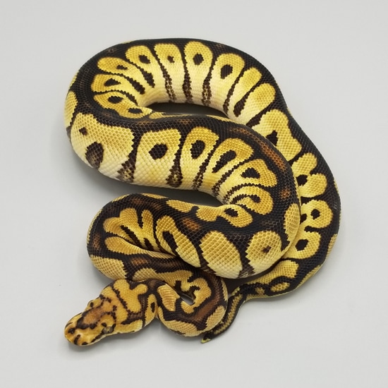 Spotnose Clown Ball Python by Milbradt & Caponetto Pythons