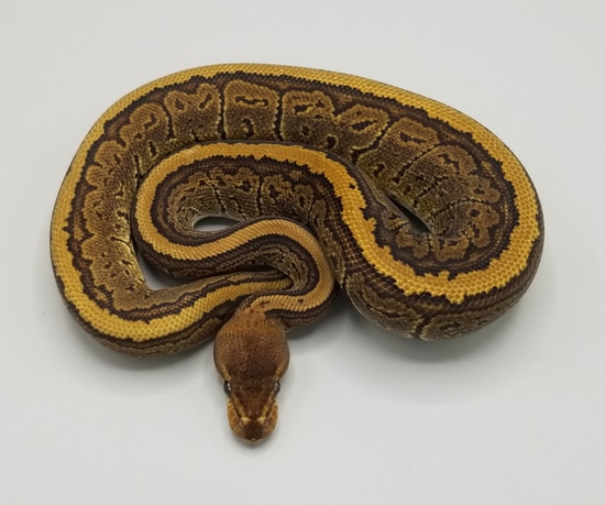 Mahogany Pinstripe Het Pied Ball Python by Milbradt & Caponetto Pythons