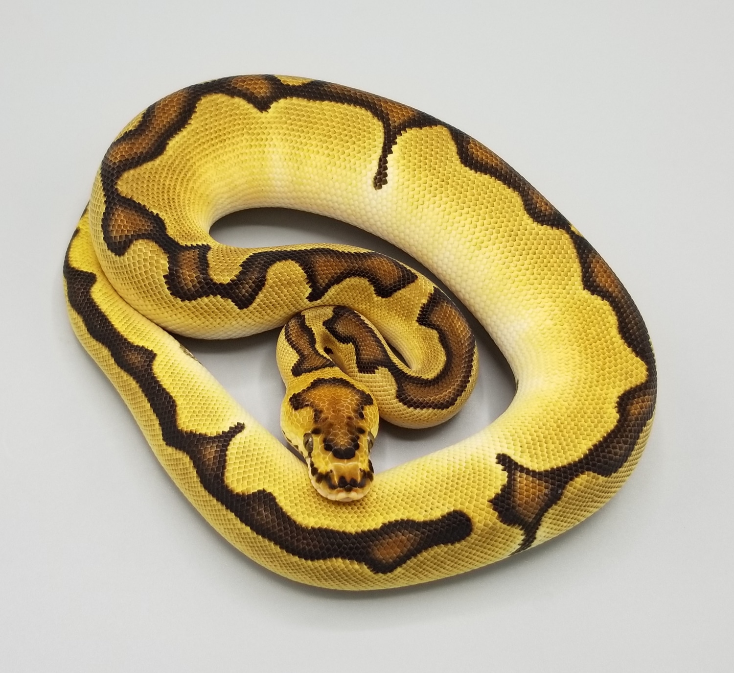 Orange Dream Enchi Clown Ball Python by Milbradt & Caponetto Pythons ...