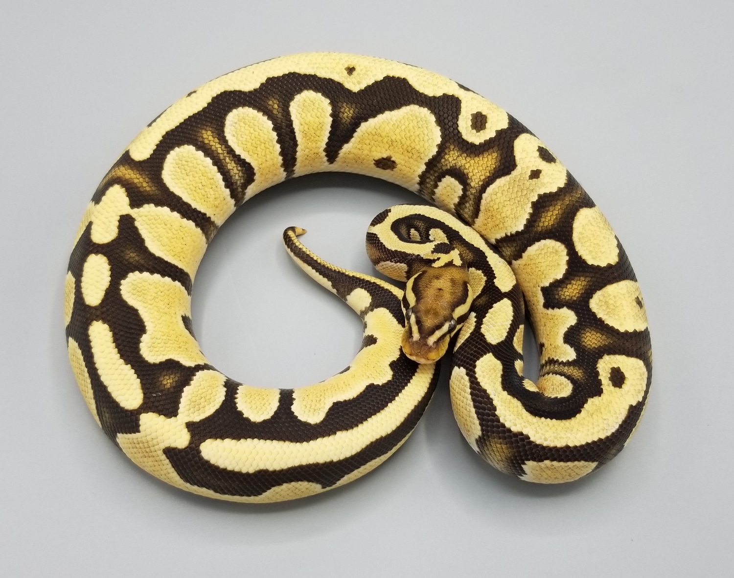 Orange Dream Fire Arroyo Het Pied Ball Python by Milbradt & Caponetto ...
