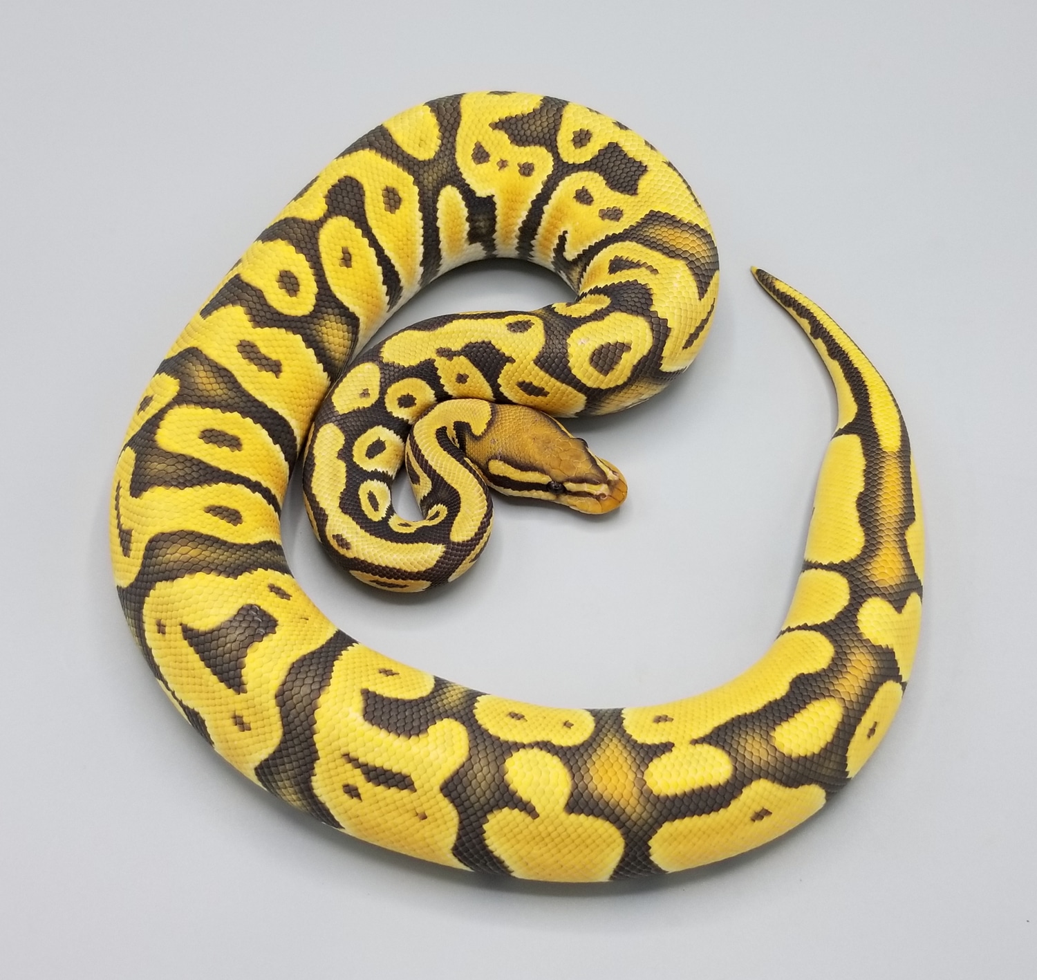 Hypo Super Orange Dream Ball Python by Milbradt & Caponetto Pythons ...