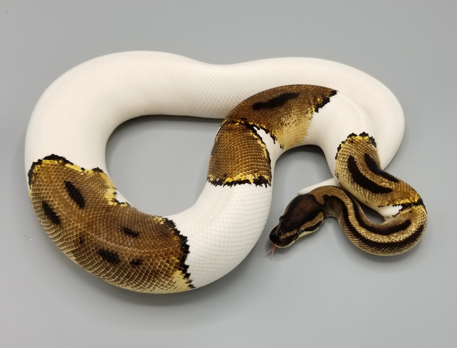 Orange Dream Pied Ball Python by Milbradt & Caponetto Pythons - MorphMarket