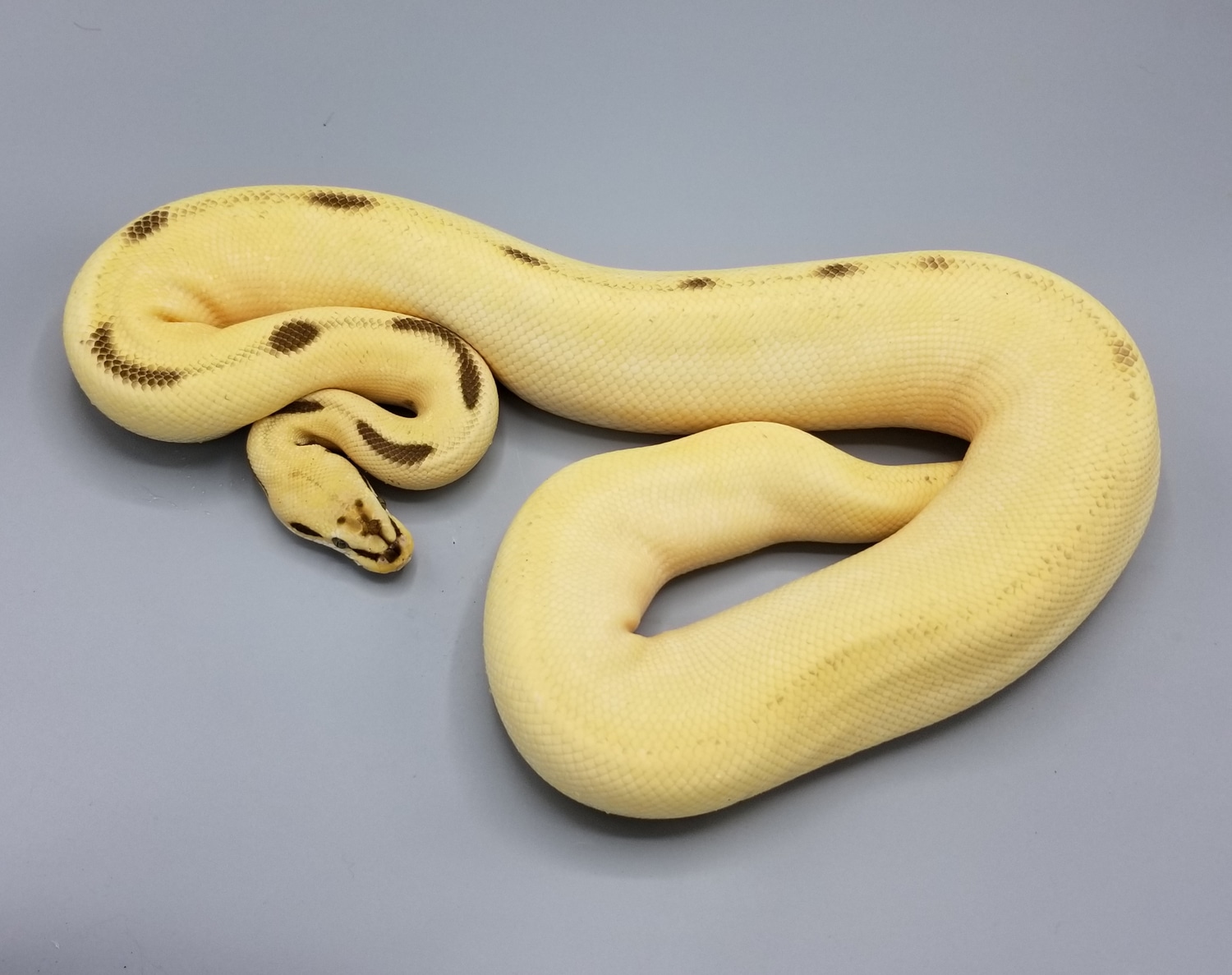 Super Orange Dream Leopard Fire Spider Ball Python by Milbradt ...