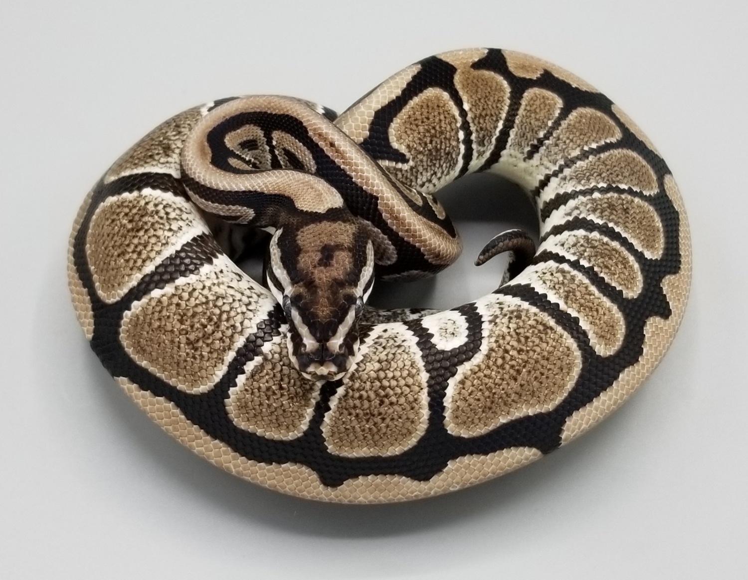 VPI Axanthic Spotnose 66% Het Desert Ghost Ball Python by Milbradt ...