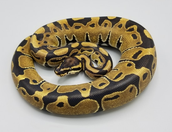 Mario Double Het VPI Axanthic/Desert Ghost Ball Python by Milbradt ...