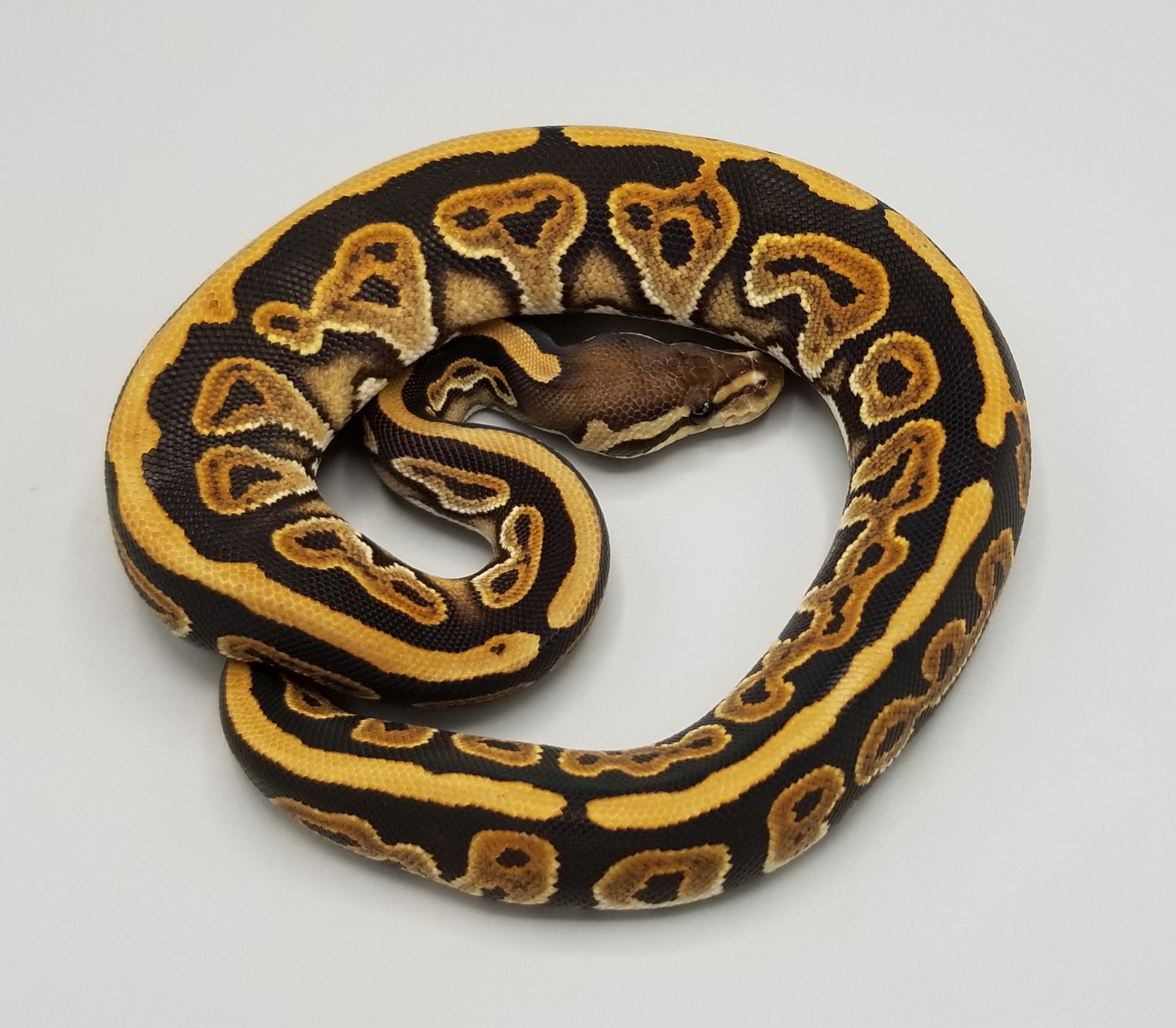 Black Pastel Double Het Ultramel/Pied Ball Python by Milbradt ...