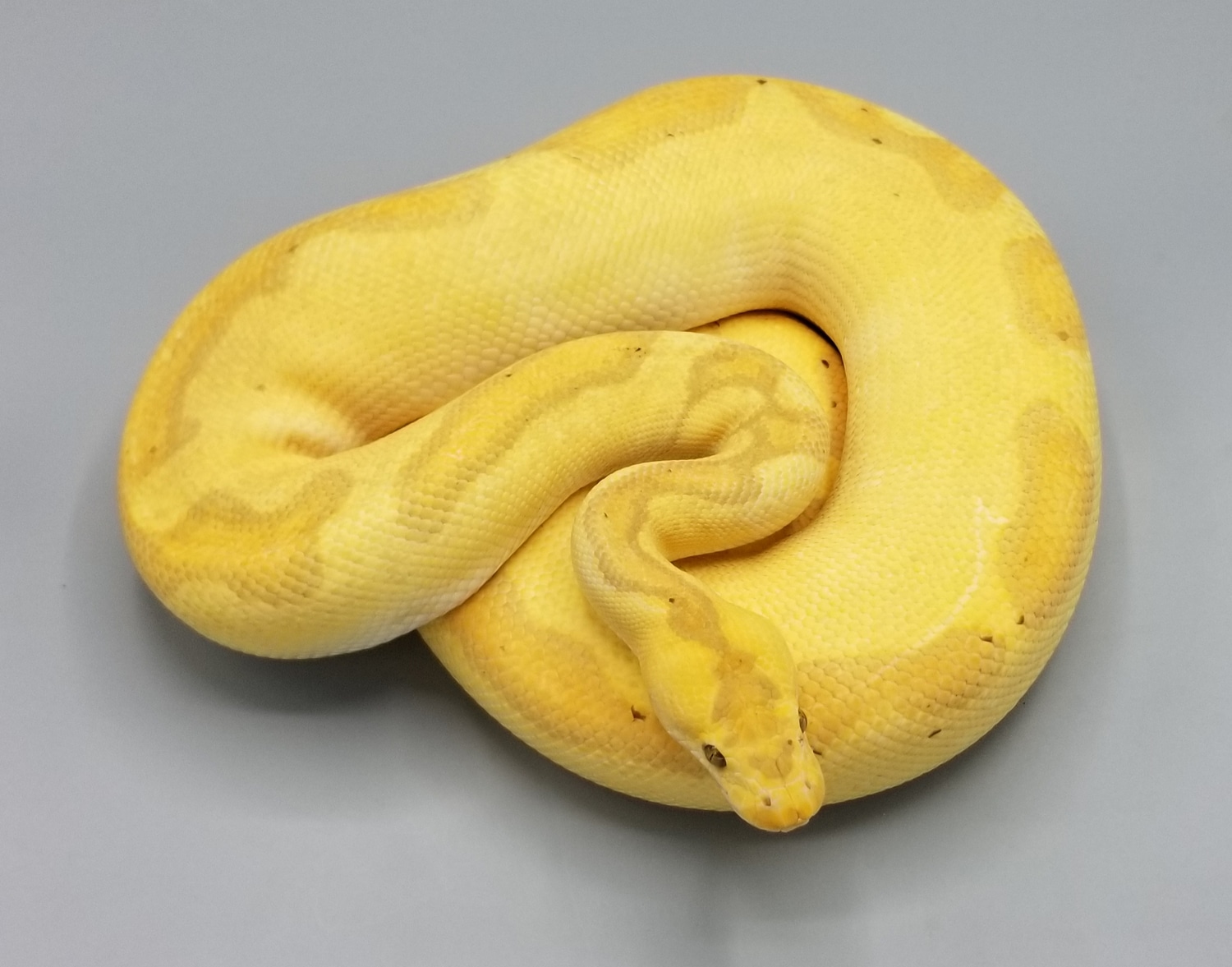 Banana Enchi Clown Ball Python by Milbradt & Caponetto Pythons ...
