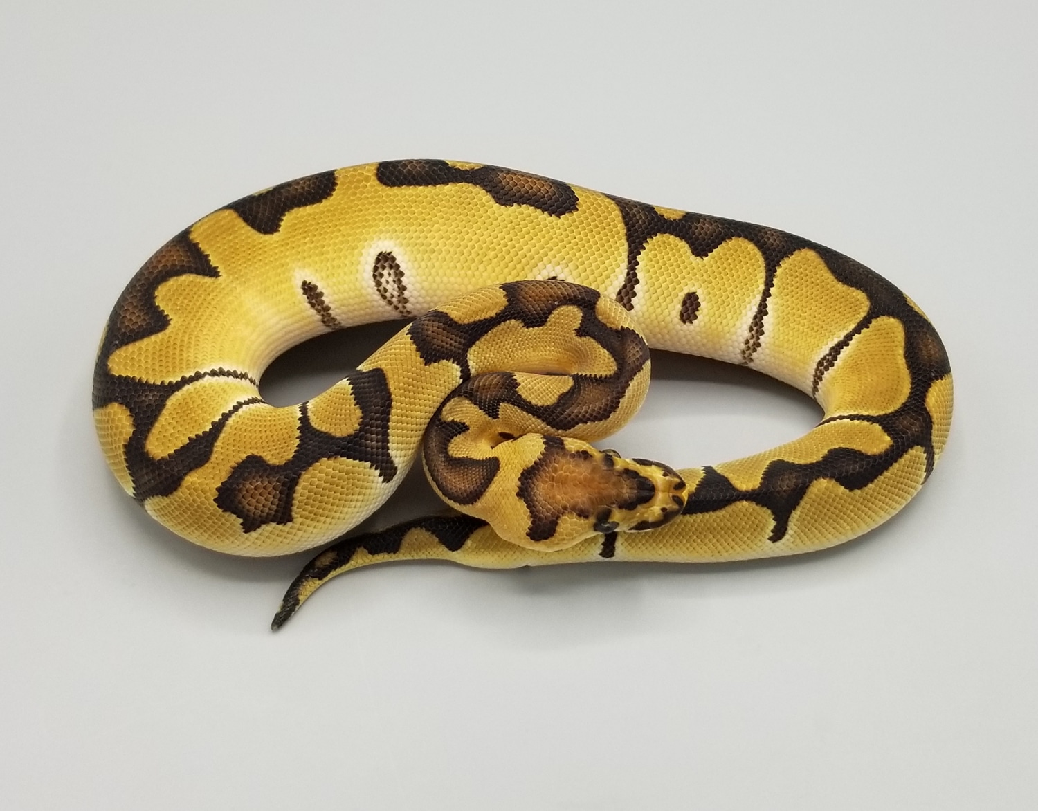 Enchi Clown Ball Python by Milbradt & Caponetto Pythons - MorphMarket
