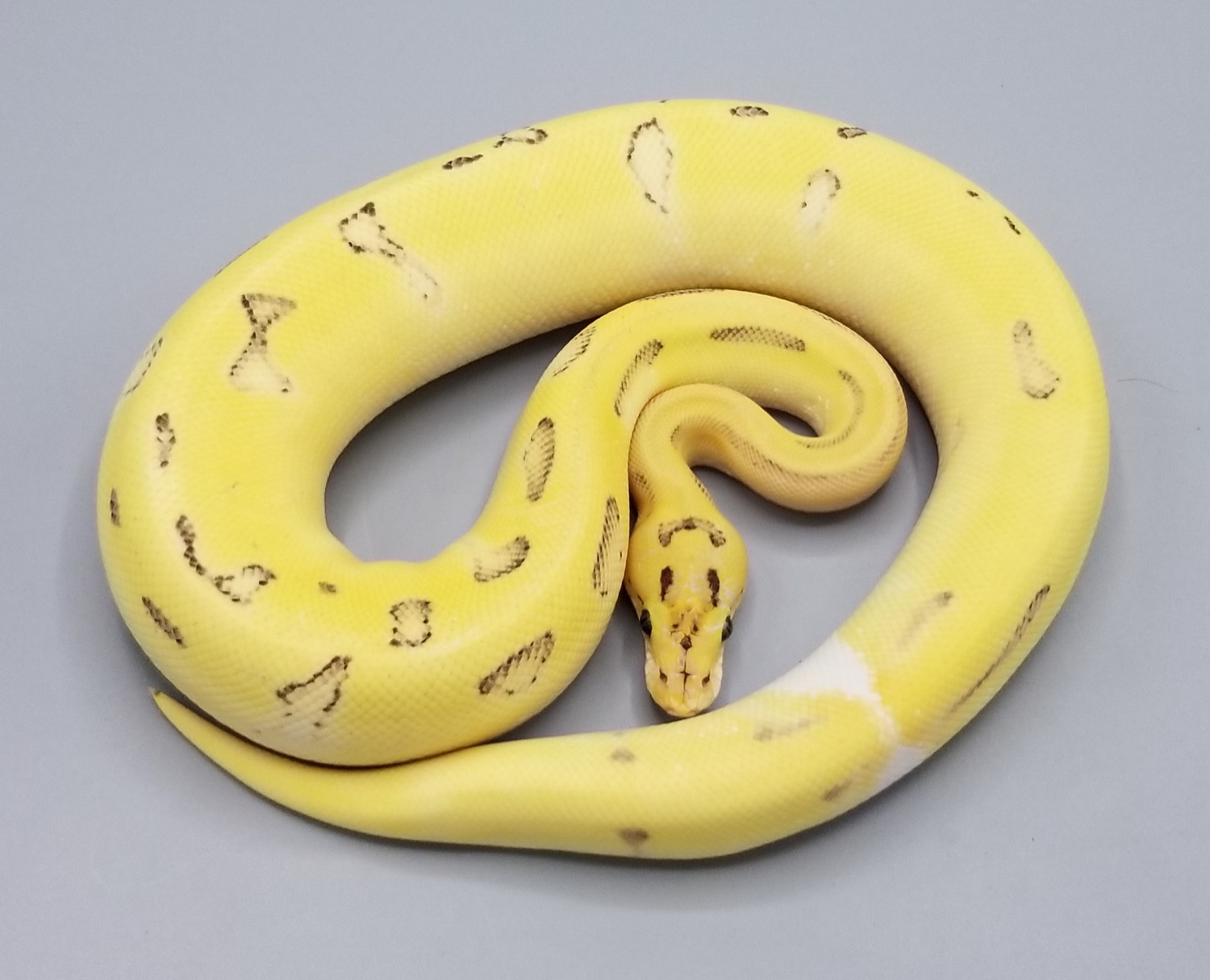 Super Orange Dream Super Enchi Leopard Fire Champagne Het Hypo Ball ...